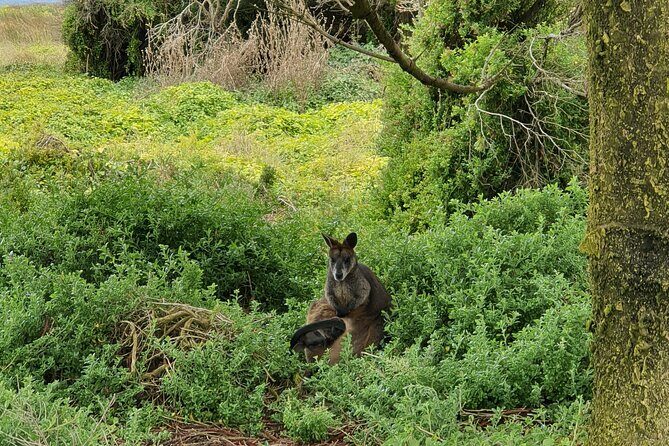 Private Phillip Island Day Tour - Final Thoughts