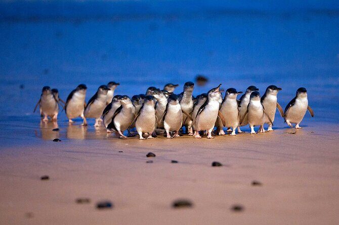 Private Phillip Island Day Trip from Melbourne Including Penguin Parade Premium Viewing - What Sets This Tour Apart?
