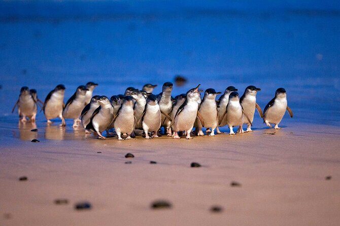 Private Phillip Island Day Trip from Melbourne Including Penguin Parade Premium Viewing - The Sum Up