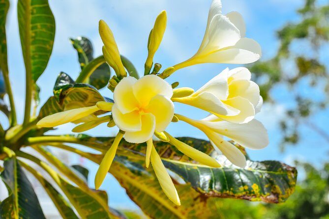 Private Phuket City Tour with Licensed Guide - Practical Considerations