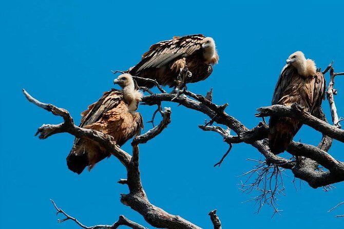 Private Plavnik Island Half-Day boat trip with capt. Bobo - Key Points