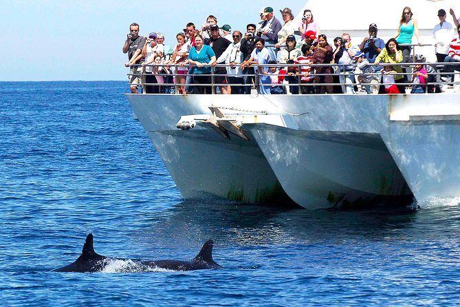 Private Port Stephens Day Trip from Sydney incl Dolphin Cruise - The Transport and Timing
