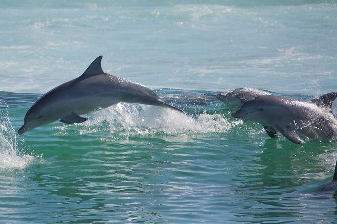 Private Port Stephens Day Trip from Sydney incl Dolphin Cruise - Authentic Experiences and Customer Feedback
