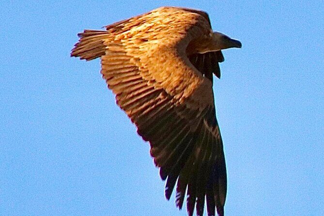 Private Prehistoric and Ancient Tour in Strait Natural Park - Who Will Love This Tour?
