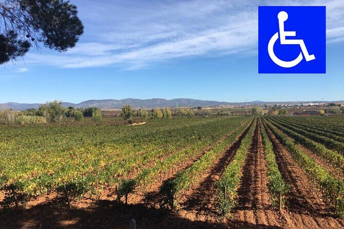Private, premium: 3 wineries in Valencia region + winery lunch - Key Points