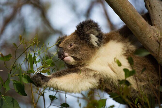 Private Premium Great Ocean Road with Lunch & Wildlife spotting - Exploring the Itinerary in Detail
