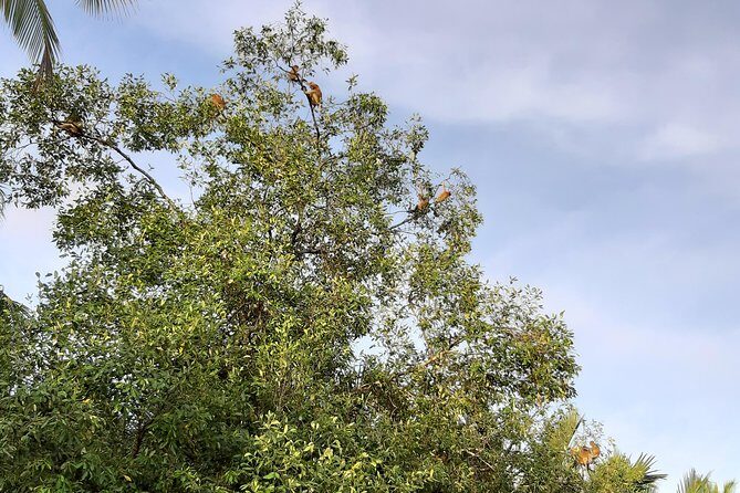 Private Proboscis Monkey, Water Village & Bandar by Night Tour - Key Points