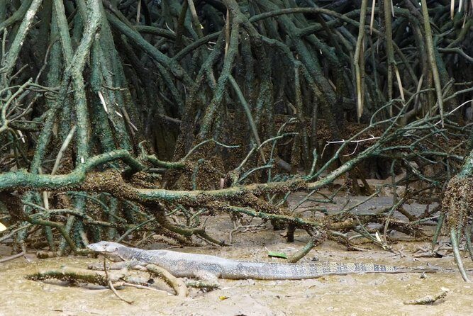 Private Proboscis Monkey & Water Village Tour - The Sum Up: Why This Tour Is a Solid Choice