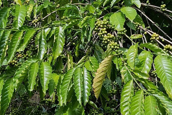 Private Punta Cana Beyond-the-Resort Local Life Tour - An Overview of the Tour Experience