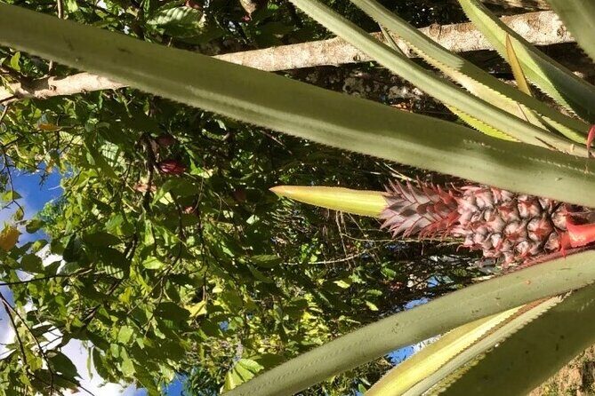 Private Punta Cana Beyond-the-Resort Local Life Tour - Things to Consider