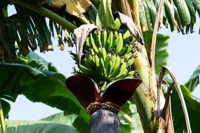 Private Punta Cana Beyond-the-Resort Local Life Tour - Final Thoughts: Who Will Love This Tour?