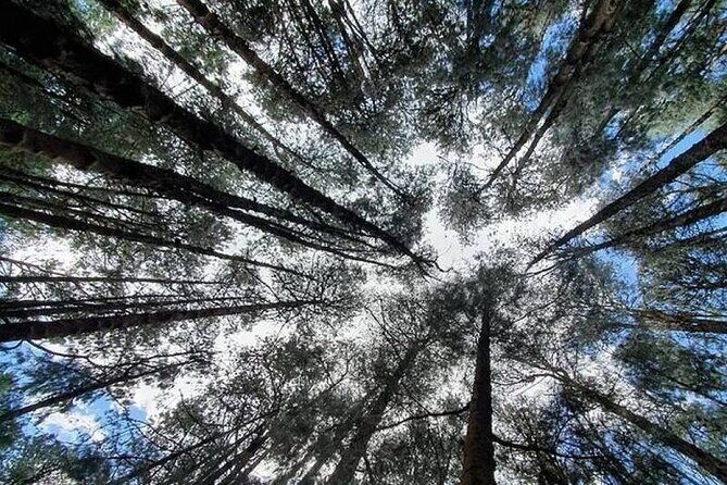 Private Pykara Lake Tour in Ooty with Car - Key Points