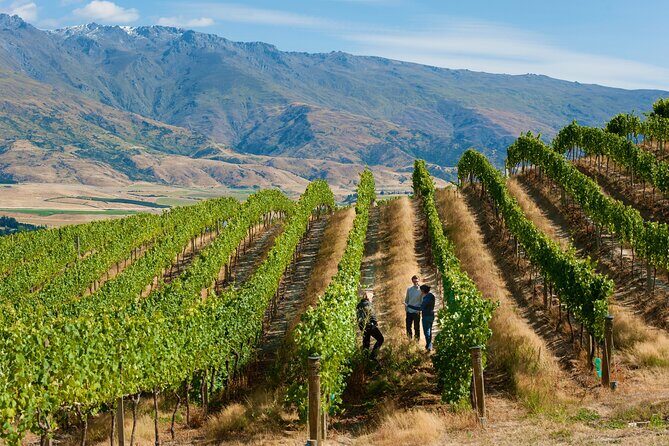 Private Queenstown Wine Tour All-Inclusive Tour - Genuine Insights from Reviews