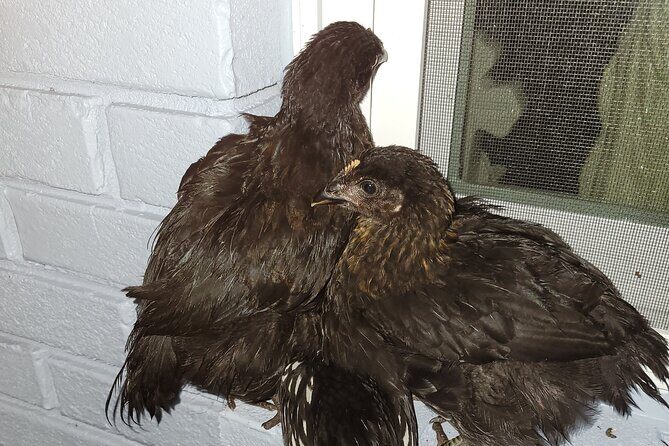 Private Rabbit and Chicken Petting Experience in Navarre - The Details That Matter