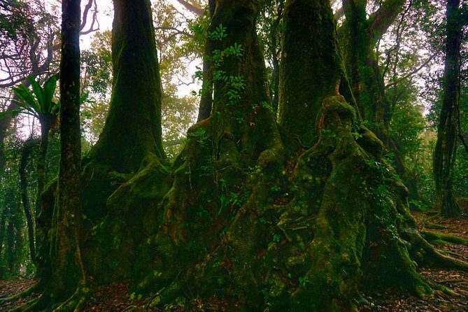 Private Rainforest & Wildlife Tour - Build Your Own Experience - Practical Details to Keep in Mind