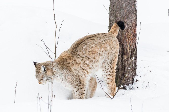 Private Ranua Zoo tour - Final Thoughts: Who Will Love This Tour?