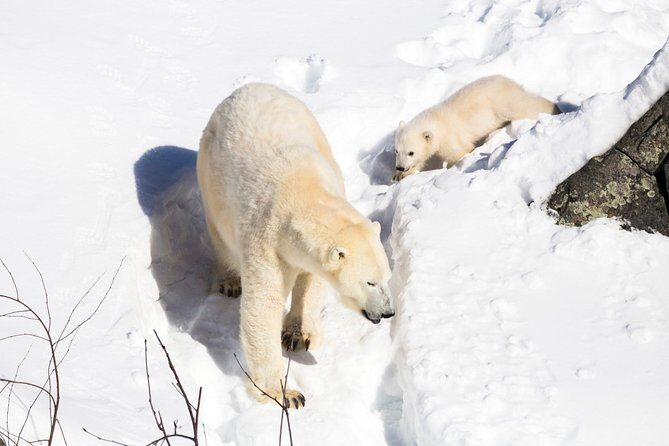 Private Ranua Zoo tour - FAQs