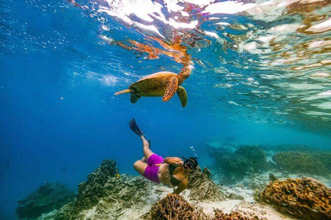 Private Rarotonga Turtle Tour - FAQ