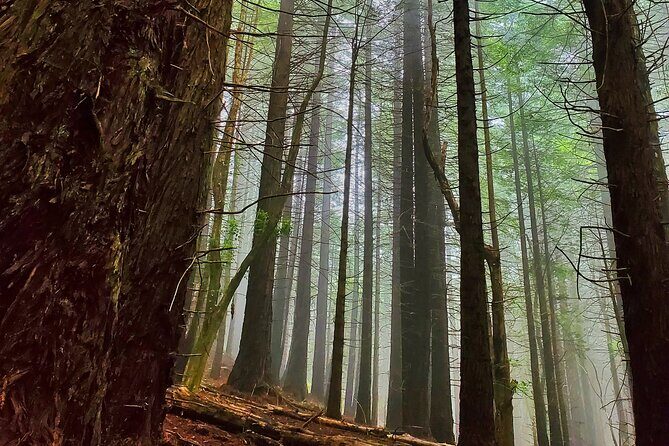 Private Redwood Forest Hiking Tour - The Hike and Forest Experience