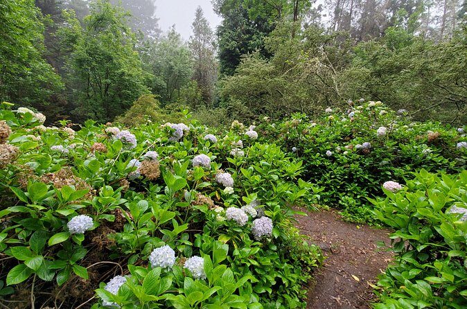 Private Redwood Forest Hiking Tour - The Guide’s Insight: Stories and Folklore