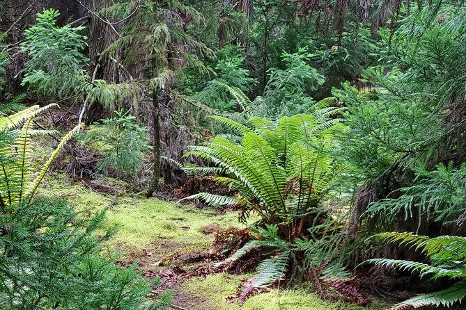 Private Redwood Forest Hiking Tour - Practical Tips for Travelers