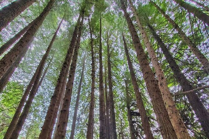 Private Redwood Forest Hiking Tour - Cancellation Policy and Flexibility