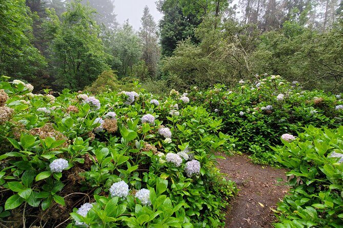 Private Redwood Forest Hiking Tour - Who Would Enjoy This Tour?