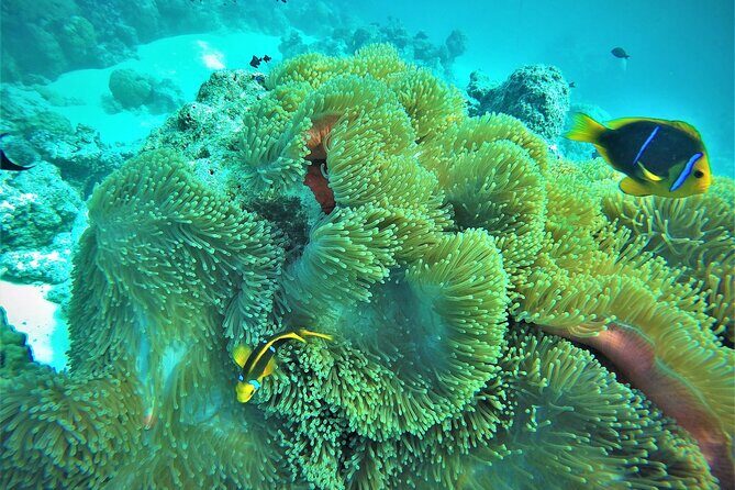 Private Reef Discovery Luxury Dream Day Tour in Bora Bora - Practical Tips for Travelers