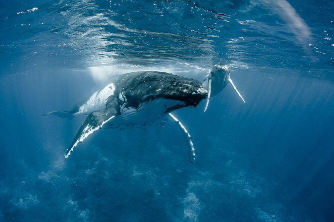 Private Reef Discovery Luxury Dream Day Tour in Bora Bora - FAQs