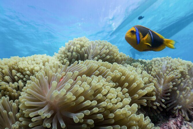 Private Reef Discovery Luxury Motu Lunch Cruise in Bora Bora - A Full Breakdown of the Experience