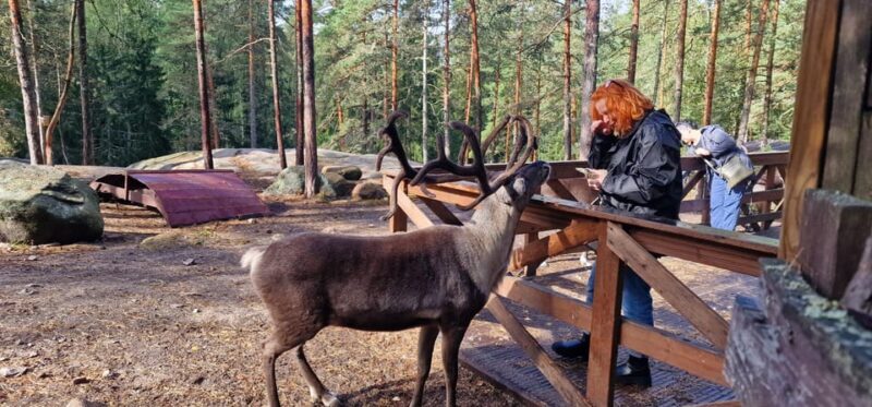 PRIVATE Reindeer Park Adventure by VIP Car - What You Can Expect at the Reindeer Farm