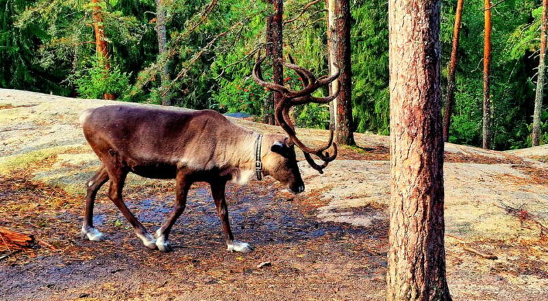 PRIVATE Reindeer Park Adventure by VIP Car - Transportation and Comfort
