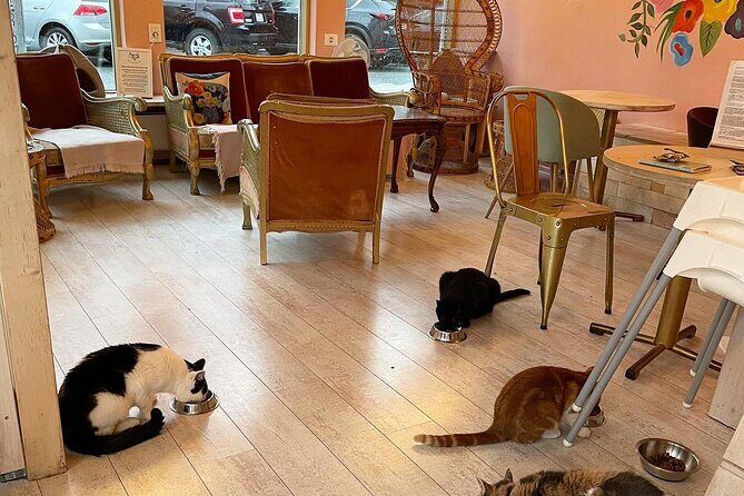 Private Reykjavik Cat Walking Tour - FAQ