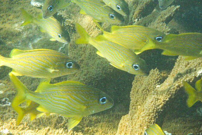 Private Rincon Snorkeling Adventure - What’s Included and What’s Not