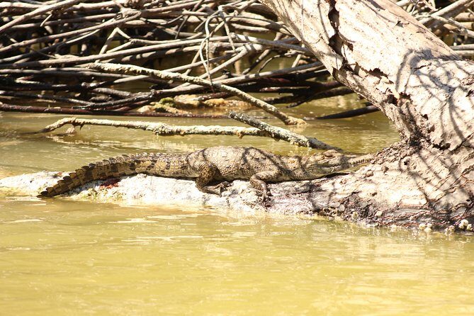 Private Rio Lagartos Flamingo and pink lakes - What the Tour Offers: An Honest Breakdown