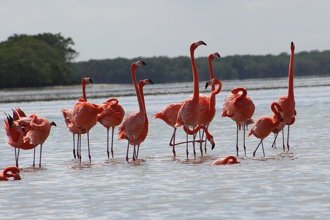 Private Rio Lagartos Flamingo and pink lakes - Cost and Value