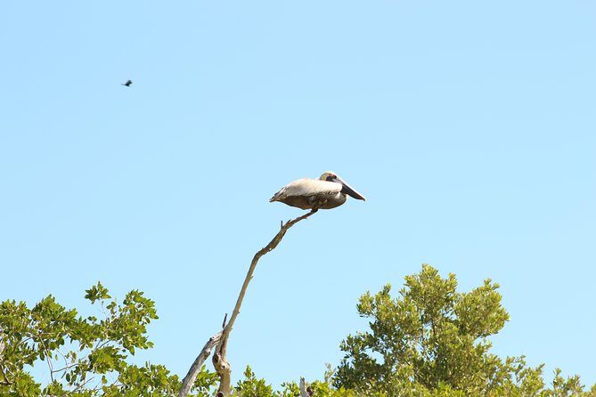 Private Rio Lagartos Flamingo and pink lakes - Authentic Experiences: What Travelers Say