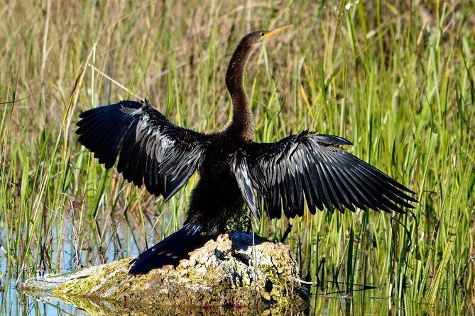 Private River Of Grass Everglades Airboat Adventure - The Value of a Short, Focused Trip