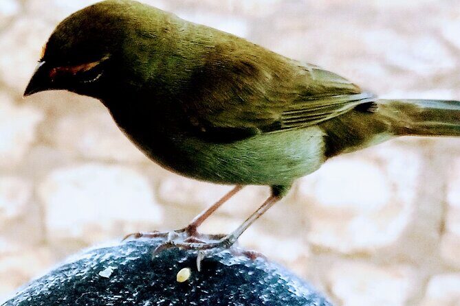 Private Rockland Bird Sanctuary Tour from Falmouth - FAQ