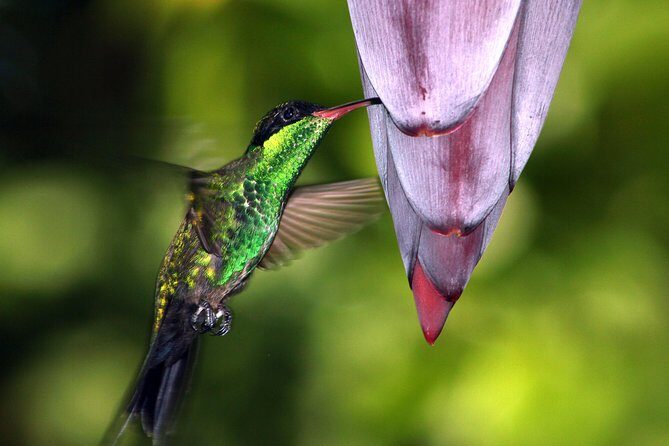 Private Rockland Bird Sanctuary Tour from Montego Bay - An In-Depth Look at the Tour