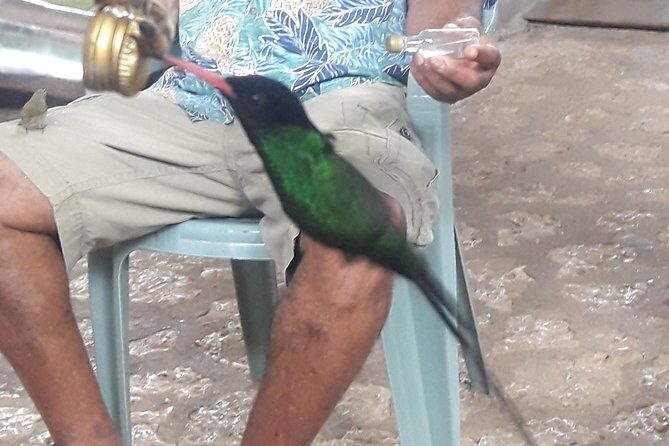 Private Rockland Bird Sanctuary Tour from Montego Bay - FAQ