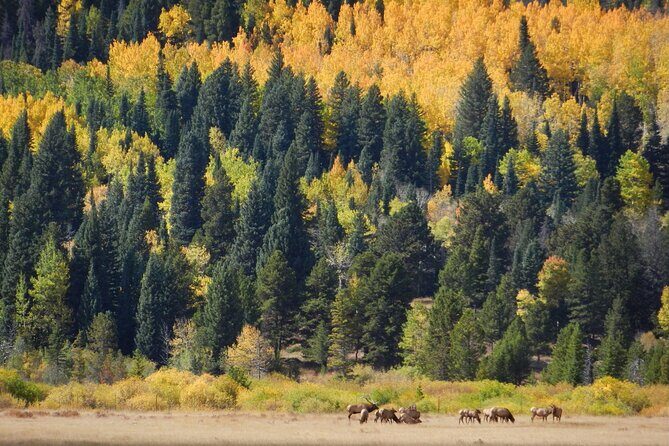 Private Rocky Mountain National Park 4 Hour Tour - The Value of a Private Tour