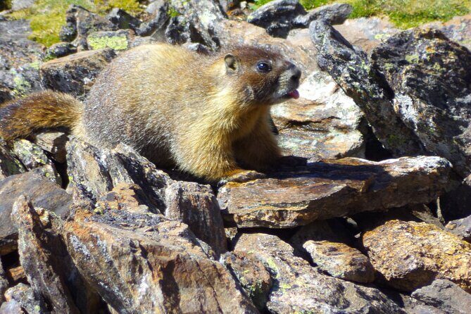 Private Rocky Mountain National Park 6 Hour Tour - Frequently Asked Questions