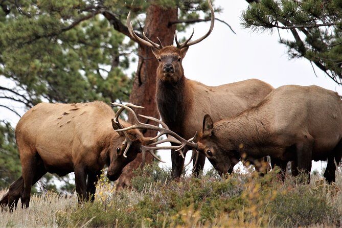 Private Rocky Mountain National Park Tour from Denver - An In-Depth Review of the Rocky Mountain National Park Private Tour
