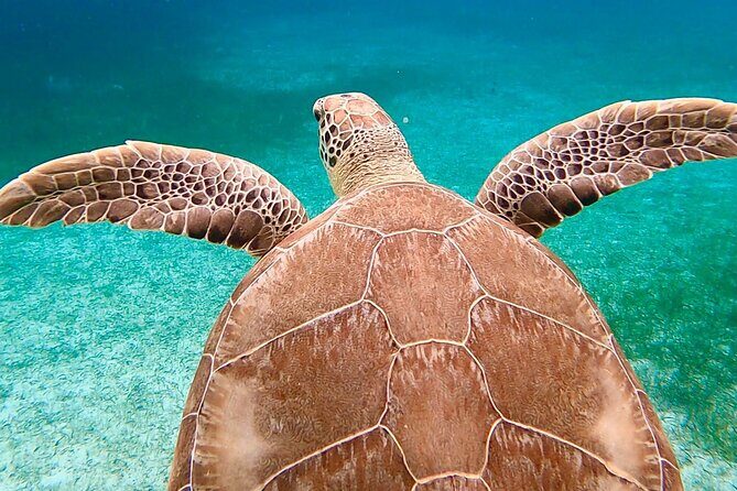 Private Rose Island, Swimming Pigs, Snorkeling and Turtles - The Sum Up