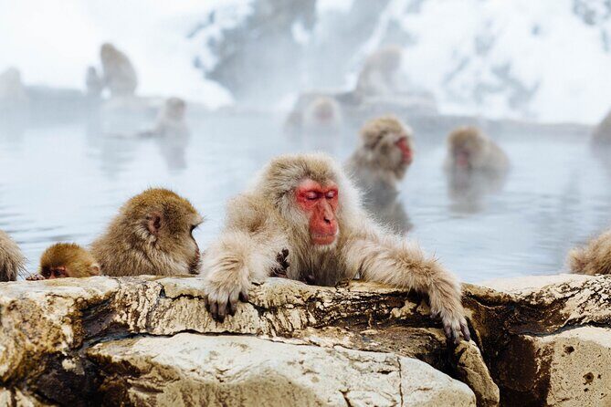 Private roundtrip transport: to/from Snow Monkey Park - An In-Depth Look at the Snow Monkey Route
