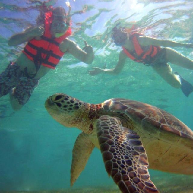 Private Ruins, Turtles Snorkel & Adventure Park with Lunch - Cenote Park: Adventure & Refreshment