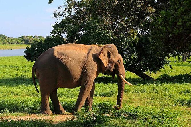 Private Safari at Yala National Park - Value and Practical Considerations