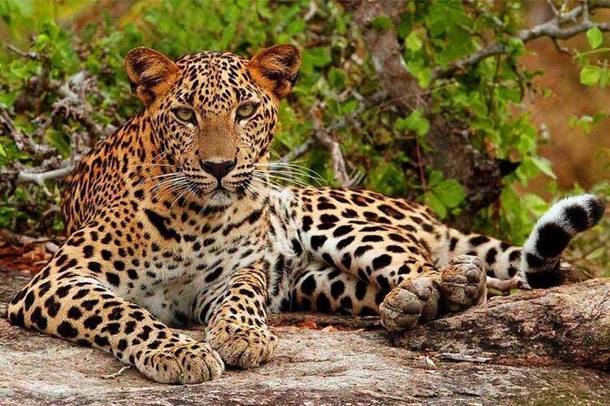 Private Safari at Yala National Park - Frequently Asked Questions