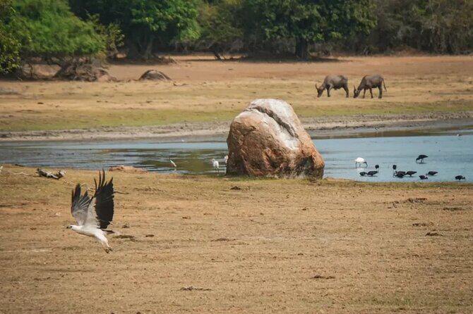 Private Safari in Kumana National Park from Arugambay - Final Thoughts: Is This Safari Right for You?